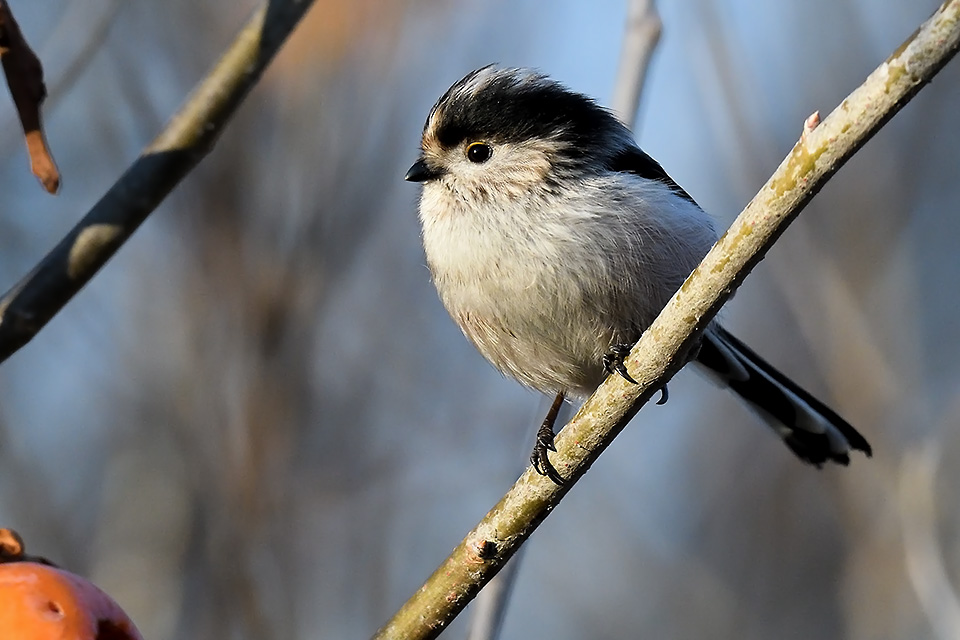 Pensierini sparsi: Uccelli