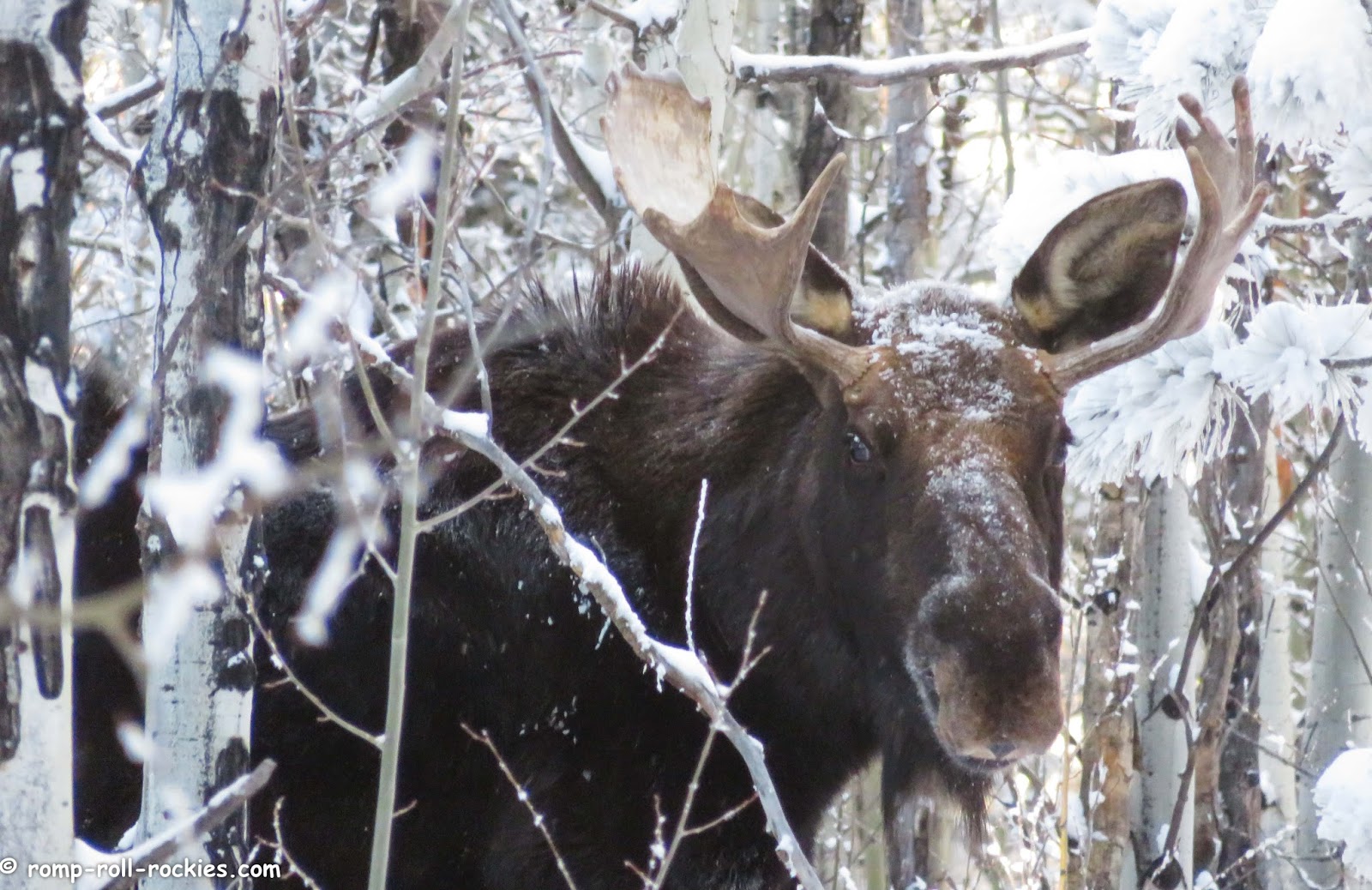 Romping and Rolling in the Rockies: Moose in Winter - Watch out for the ...