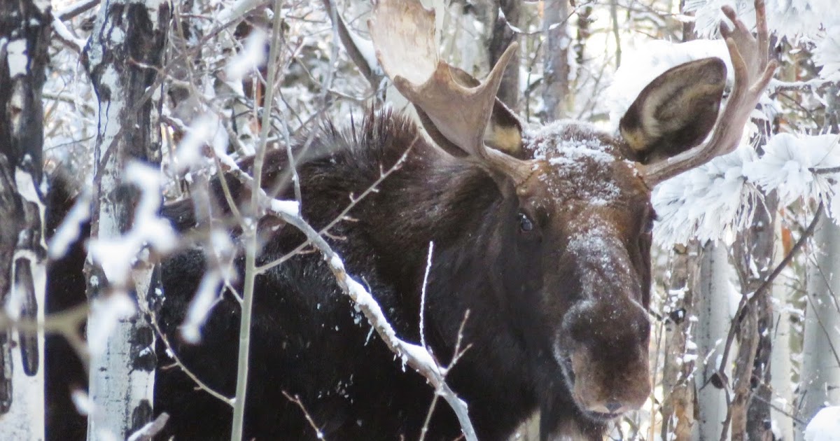 Romping and Rolling in the Rockies: Moose in Winter - Watch out for the ...