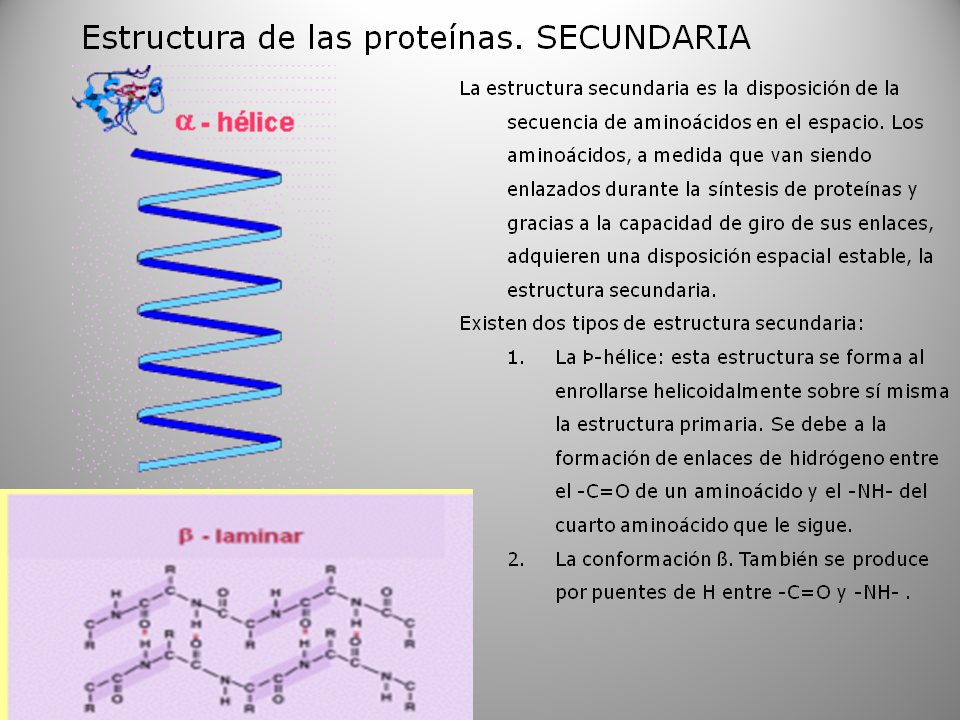 Biología 2º bachillerato.: PRÓTIDOS