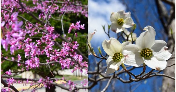 Spring is Blooming at Thunder Mountain Park