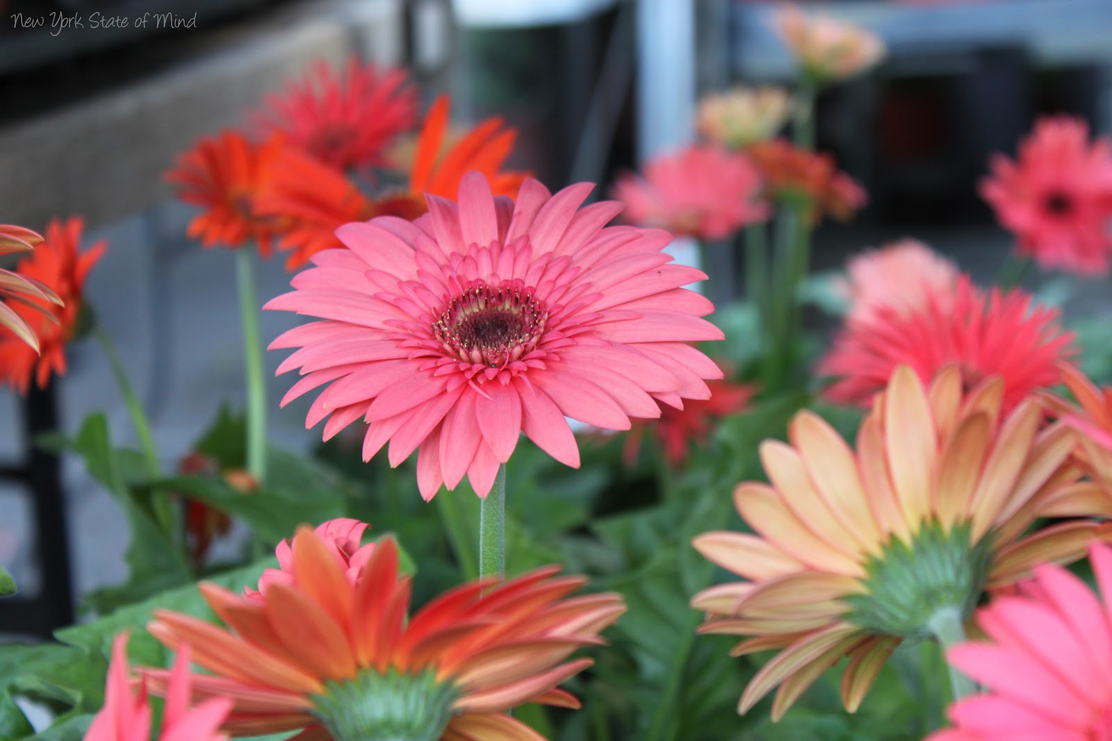 New York State of Mind: These are the things a great spring break is ...