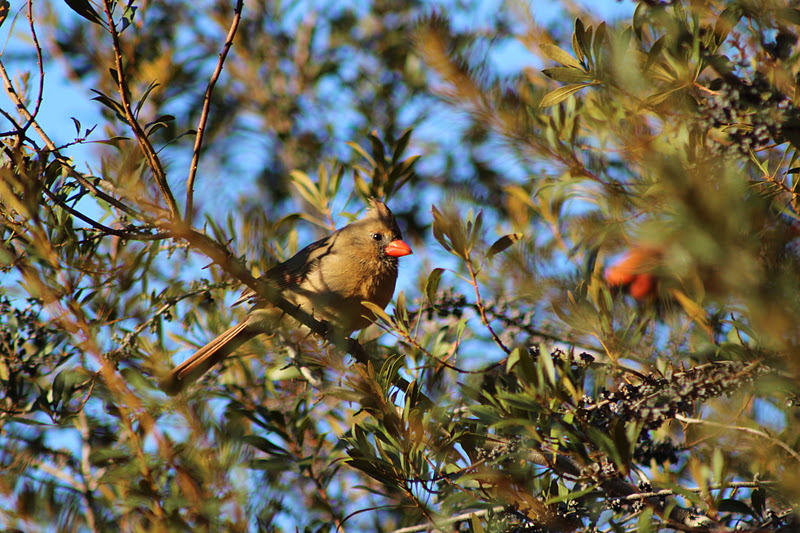Table-Foods: The JOY of Mockingbird cake