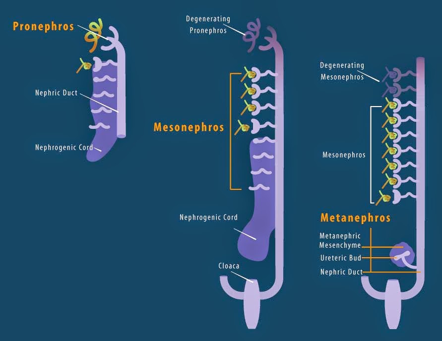 Tiga Tahap Perkembangan Ginjal: Pronefros, Mesonefros, dan Metanefros ...