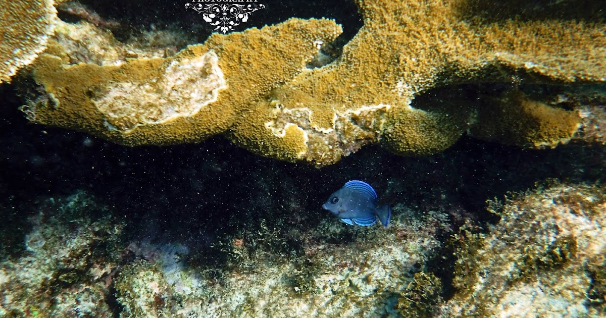 Aruba Photography by Bella Aruba Photography: Aruba's Caribbean Ocean ...