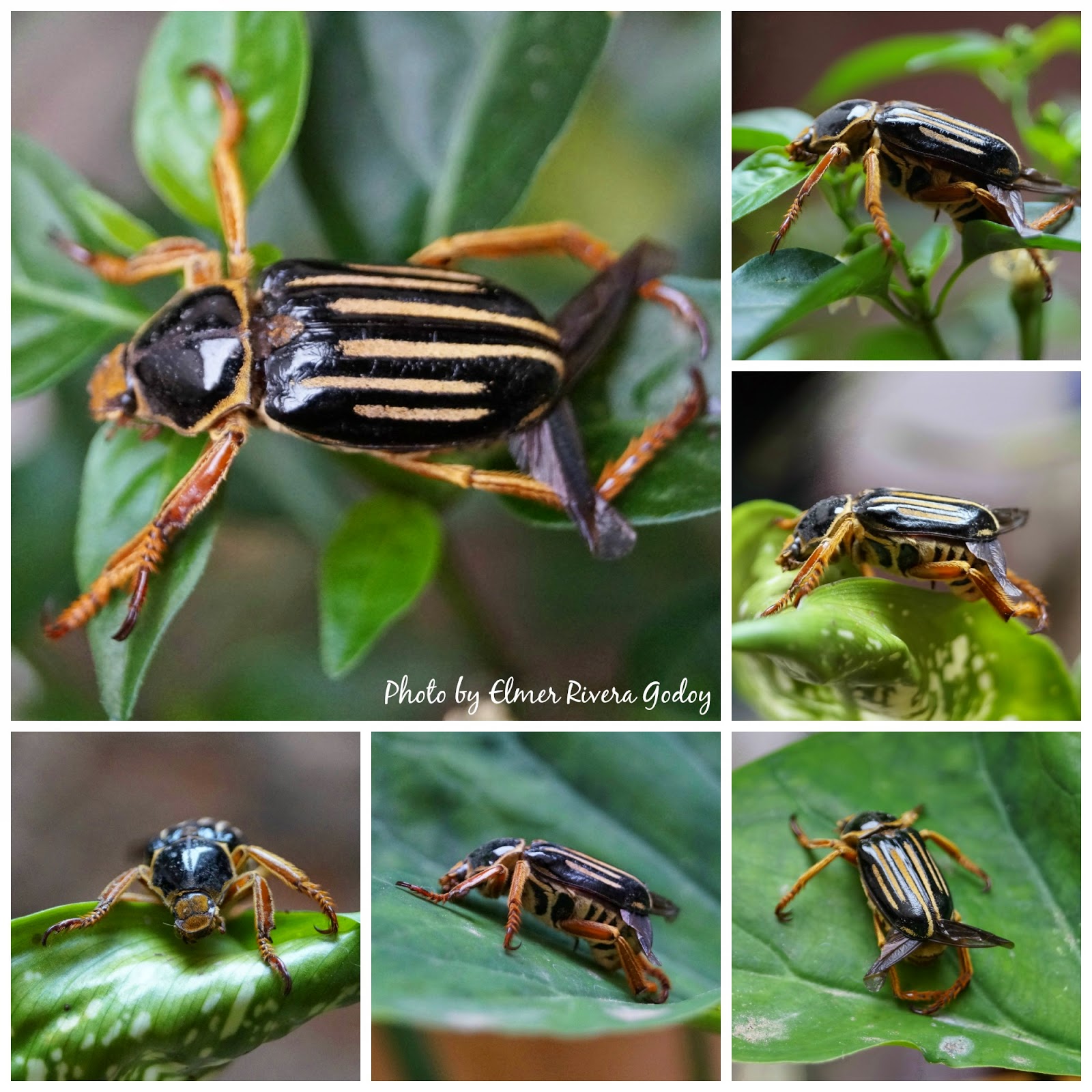HUÁNUCO FOTOS: El mashcullo