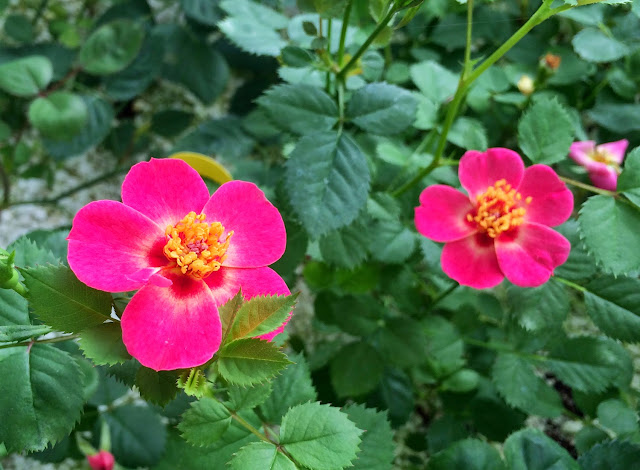Rose Hybridizing: Random 2015 Seedlings