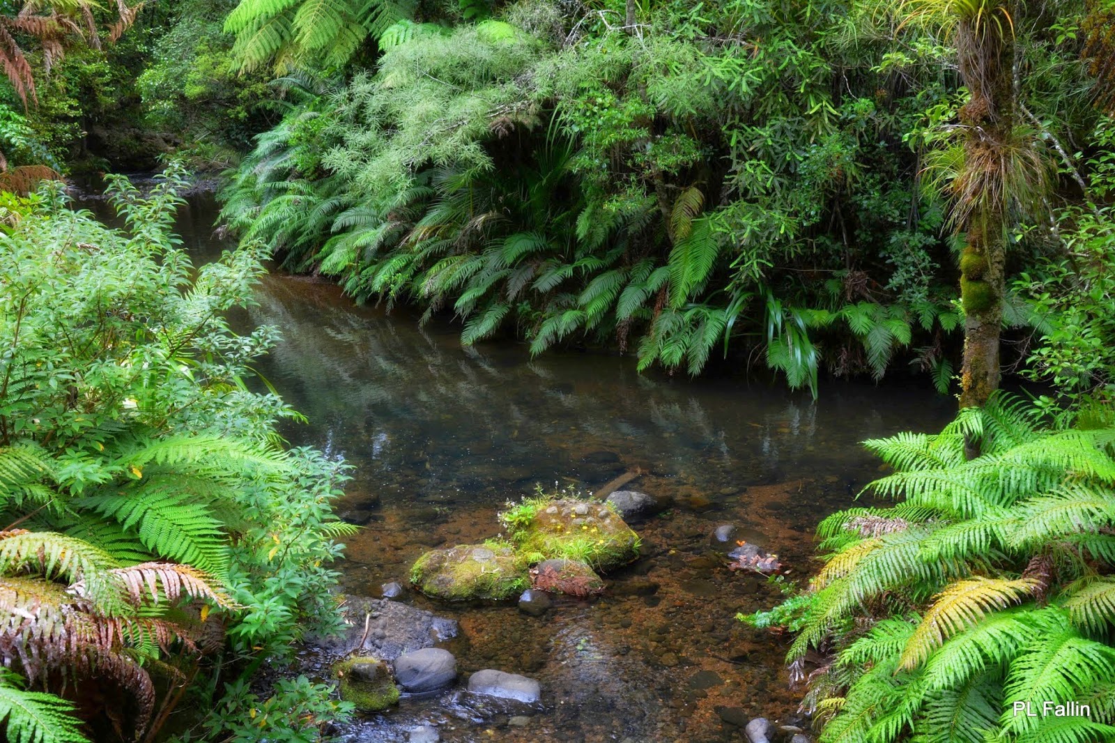 PL Fallin Photography: Auckland City Walk, Cascade Kauri Regional Park ...