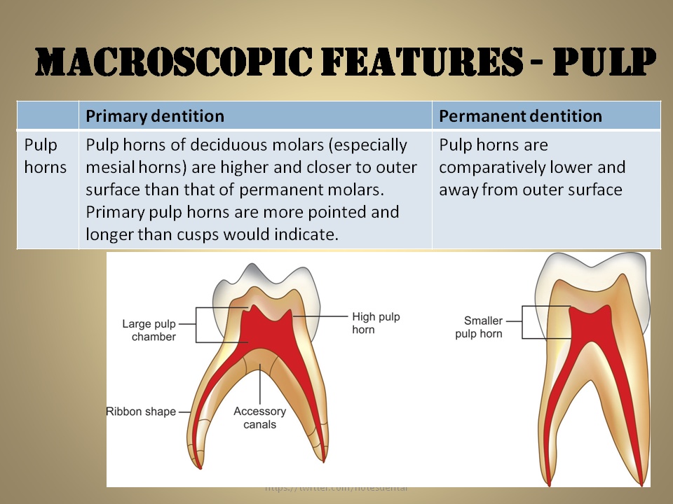 Dental Notes: Differences between Primary and Permanent teeth NOTES (New) Dental Notes: Differences between Primary and Permanent teeth NOTES (New)
