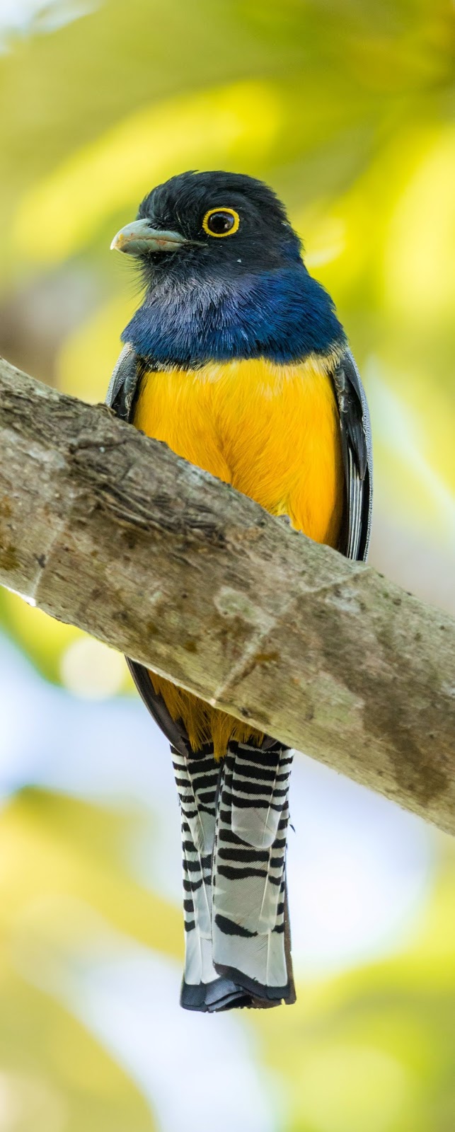 Beautiful bird on a tree branch - About Wild Animals