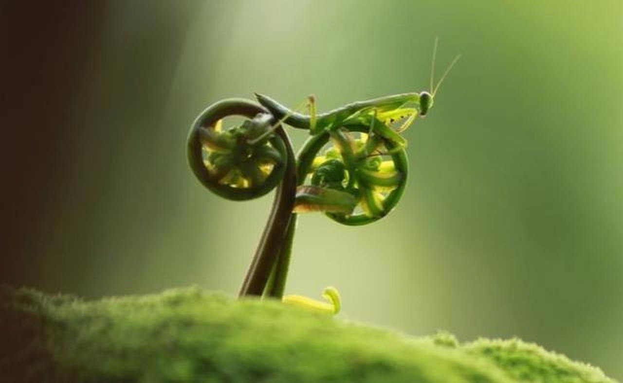 Las Fotos Mas Alucinantes: mantis religiosa en una hoja