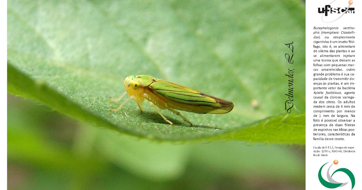 Fitofago Se Alimenta De Que - LIBRAIN