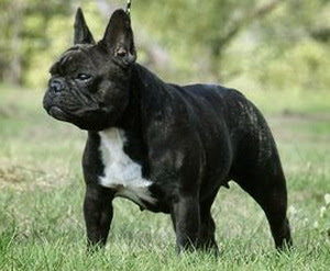 Bulldog: Francuski Bulldog