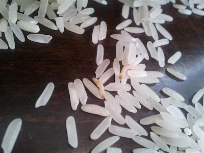 Shearim: YUK ! Worms (Maggots) in Rice