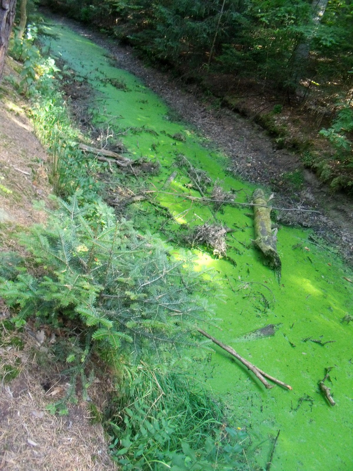 L'Estampille d'une Muse: ravin