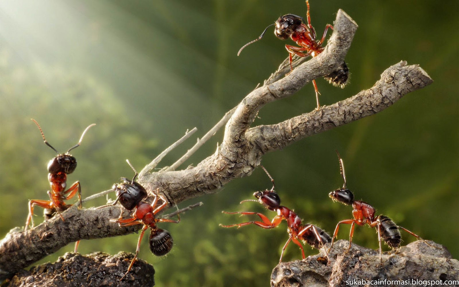 Kumpulan Gambar Semut