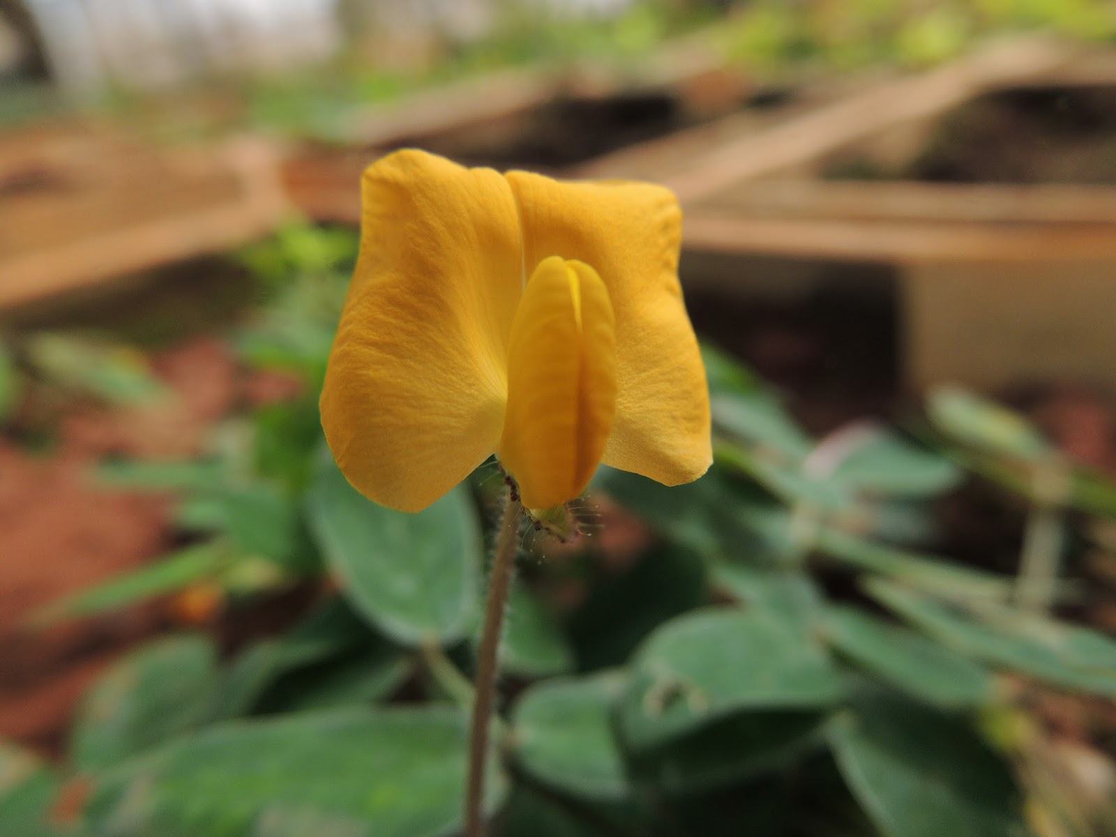 Fabaceae - Leguminosae no Brasil: Fabaceae - Arachis kuhlmannii Krapov ...