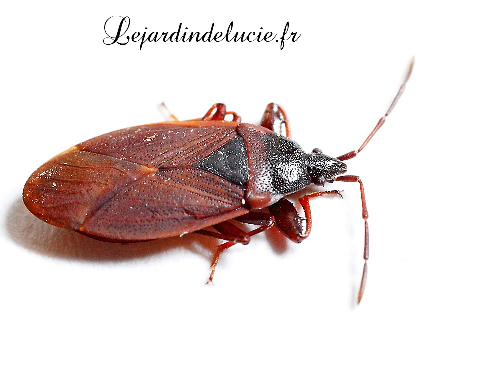 Gastrodes grossipes: une punaise extra-plate!