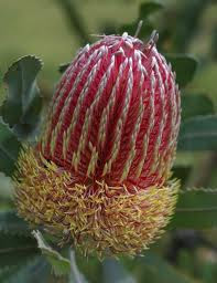 Puna Kamali'i Flowers: Fresh Hawaiian Tropicals