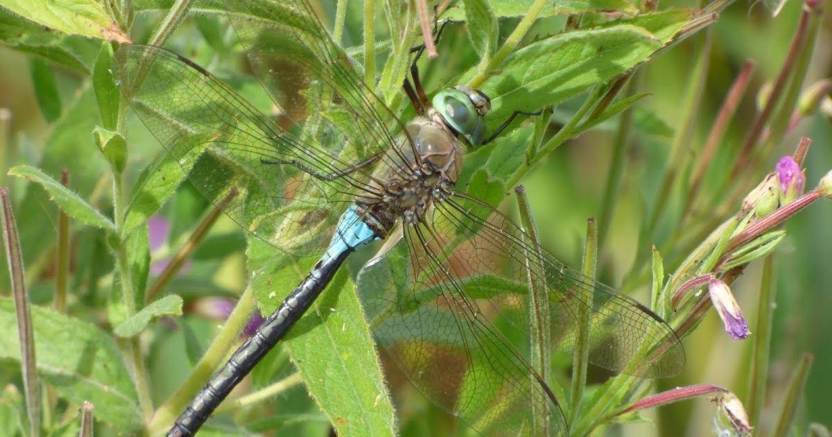 Northamptonshire Dragonflies: Lesser Emperor at Stanwick Lakes