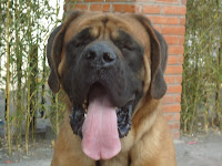 MUNDO ANIMAL: Mastín inglés