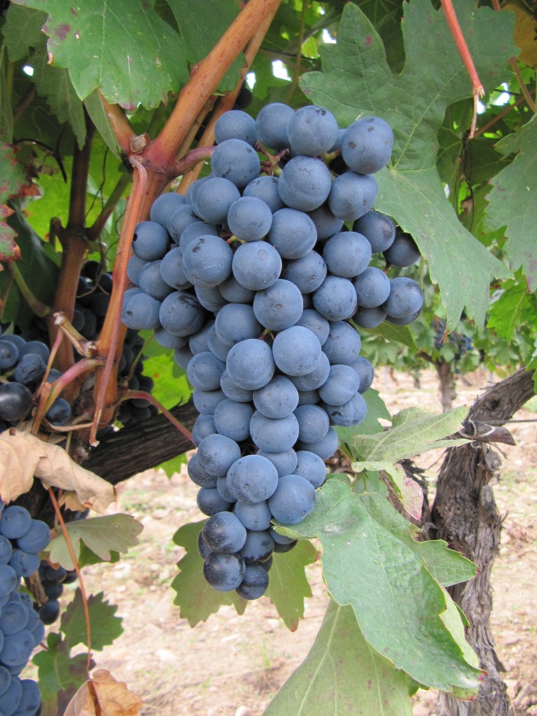 Ut unum sint: El racimo