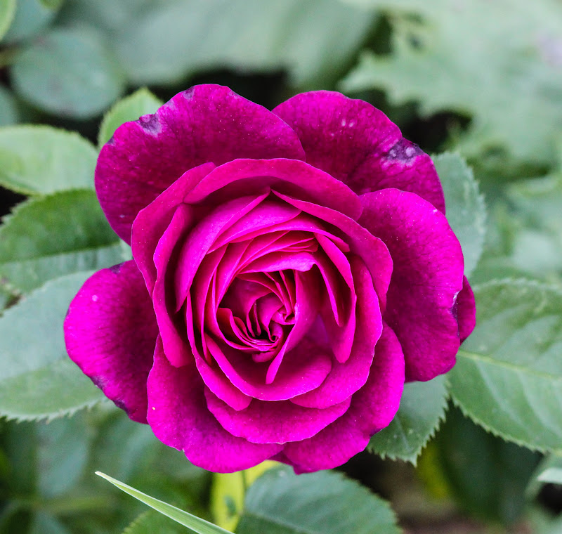 Garden State Roses: Goodbye May