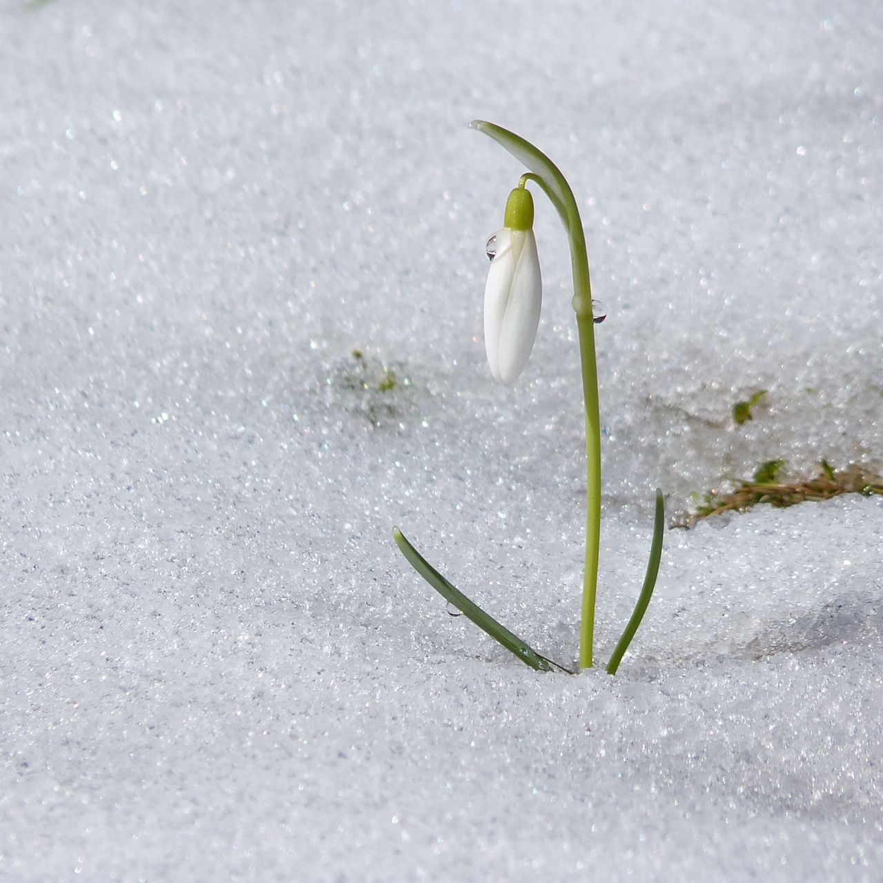 Photographe en Marche: Perce-Neige et autres signes