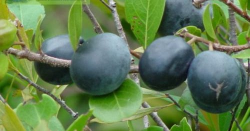 FRUTAS BRASIL: Cultura do Ajuru (Guajuru, ajiru, cajuru, guajuru ...