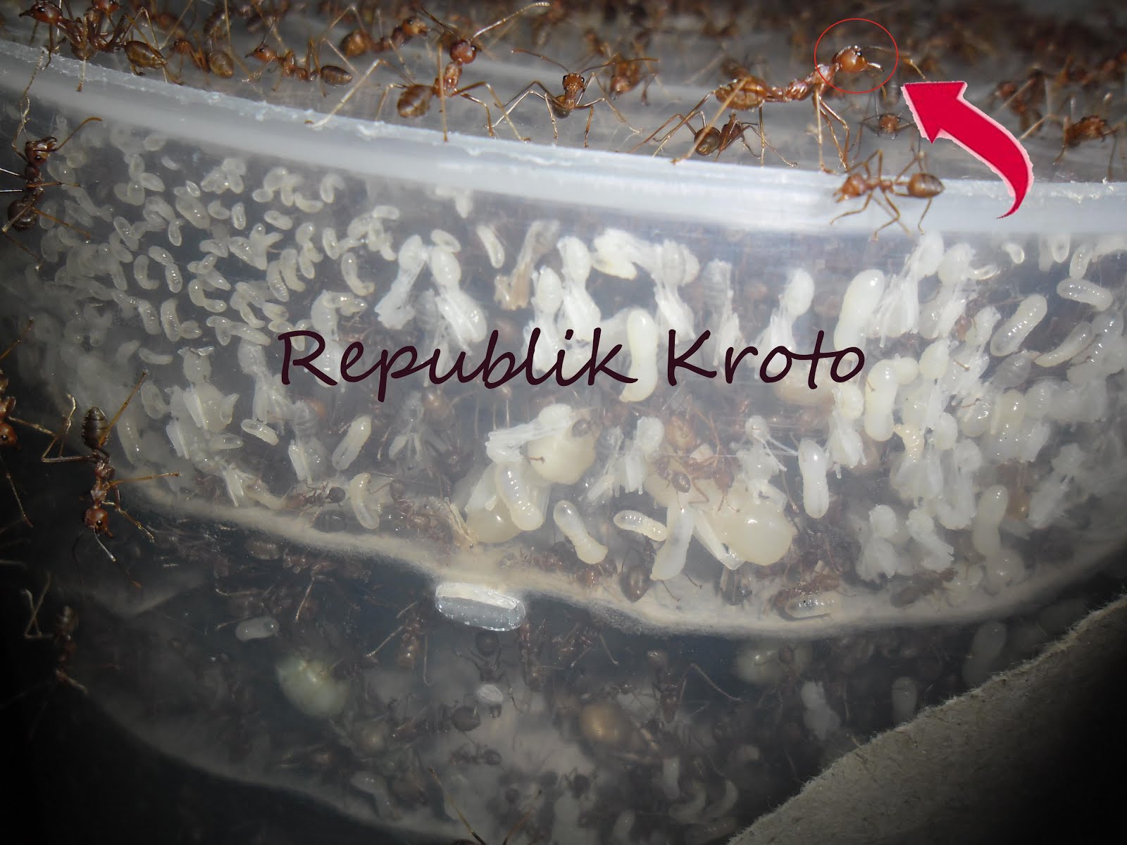 Ternak Kroto dan Lampu Mercury | Republik Kroto
