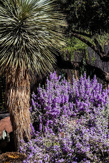 Walking Arizona: Purple Sage