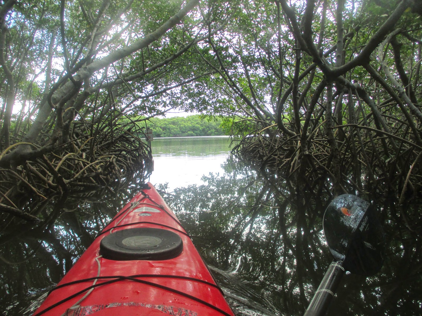 Dave's Yak Tales: Weedon Island Preserve