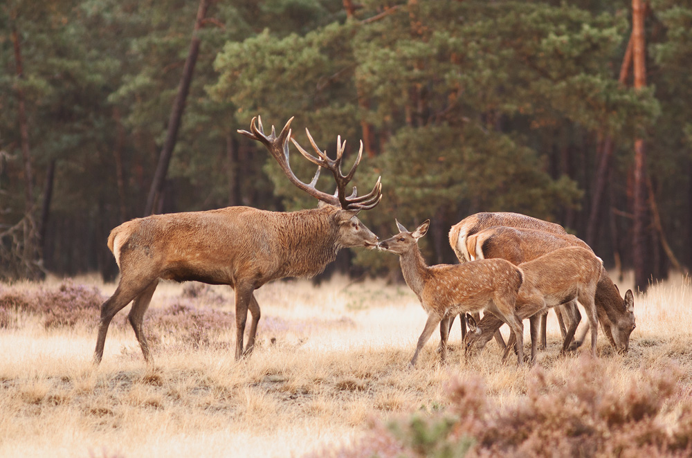 Natuurfotografie met Ben: Edelherten Bronst