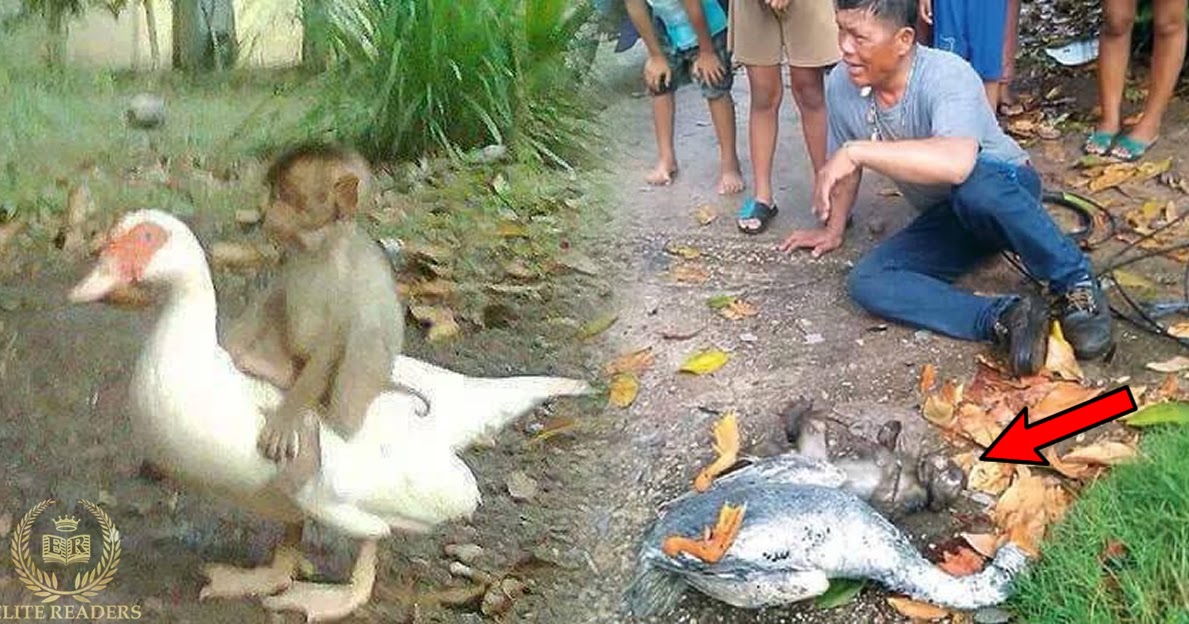 This Duck Died Trying To Save Its Best Friend’s Life - Wise Thinks