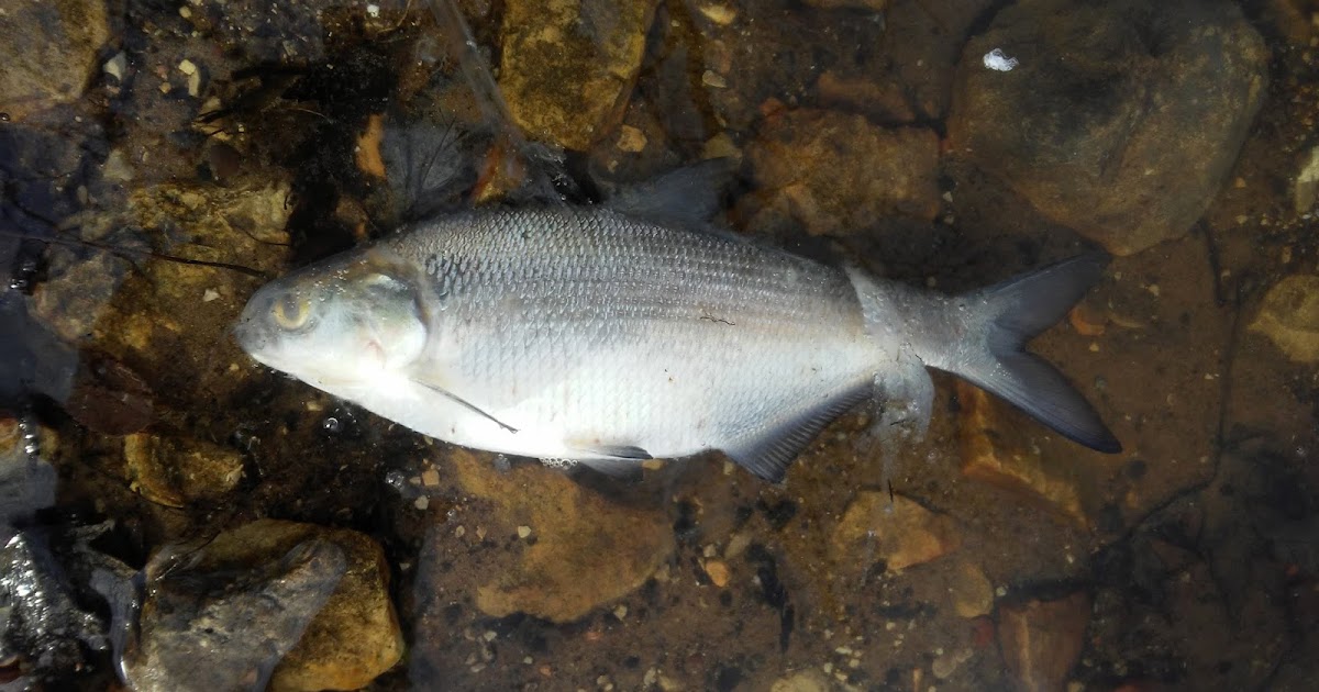The Big Gear: Birding by bike: 23-31 March 2018: Ode to gizzard shad