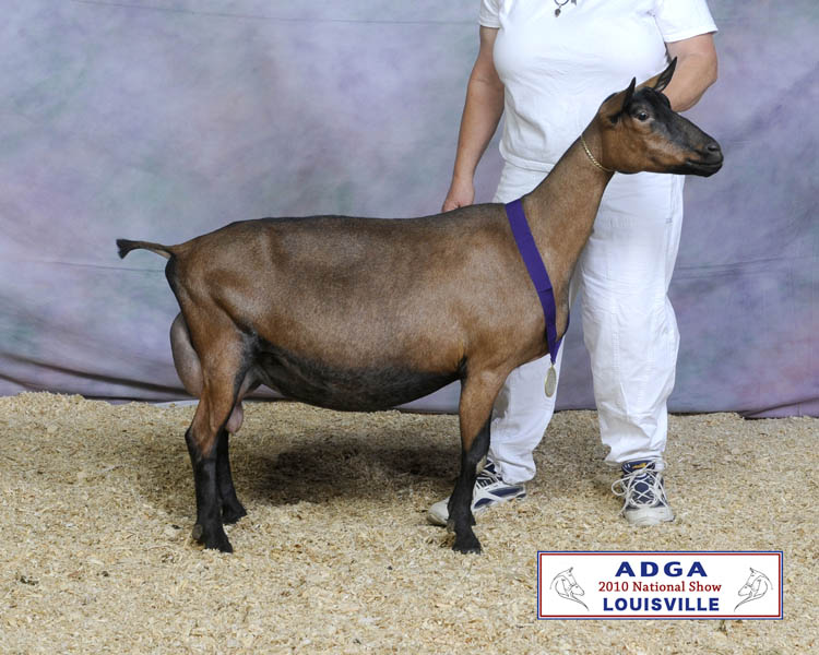 Southern Touch Farm: Dairy Goats