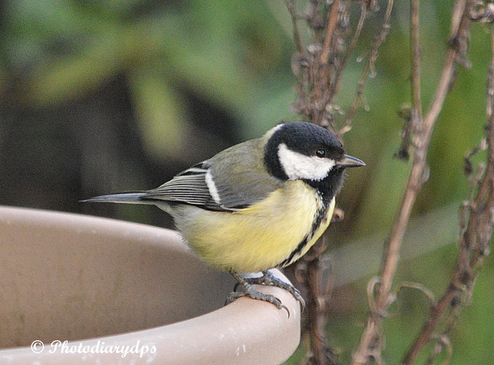 PhotoDiary: 11/02/2018 Same 'old' garden birds!!