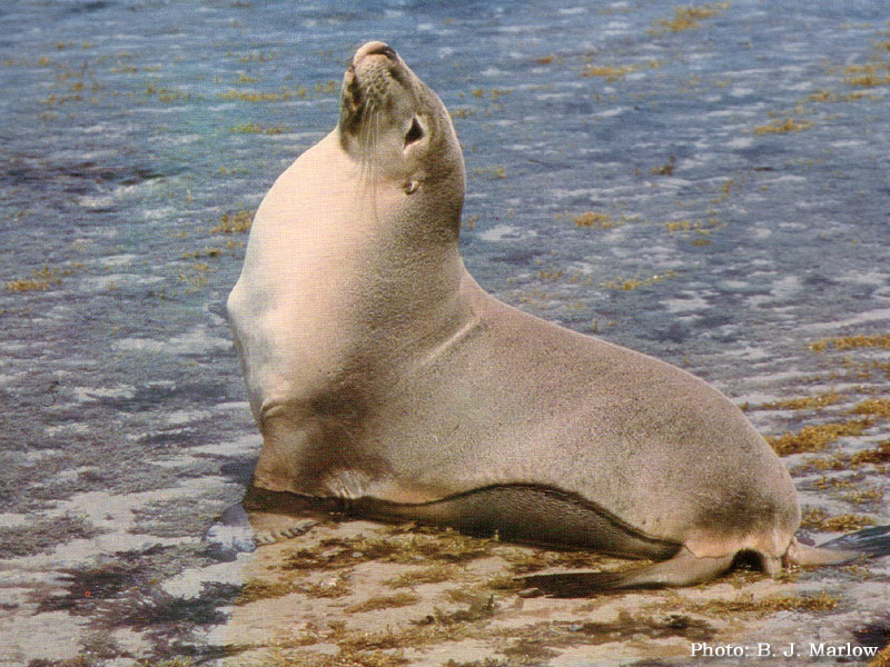 The Australian Sea Lions | Information & Images | The Wildlife