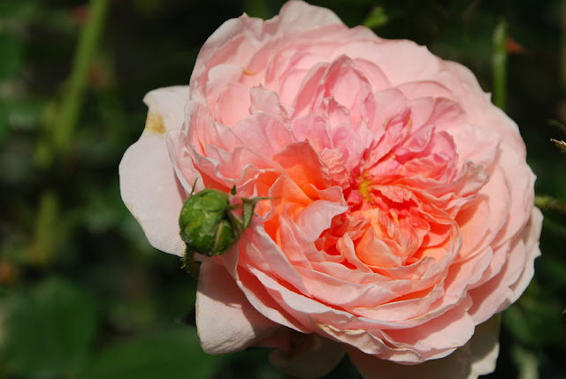 Francine Gardner - Art de Vivre: A Rose story