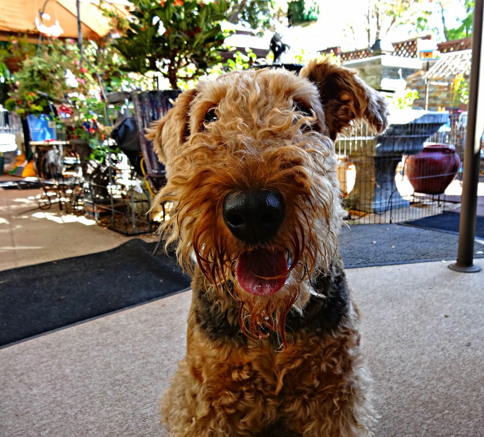 Ruby The Airedale Happy Burthday To Me