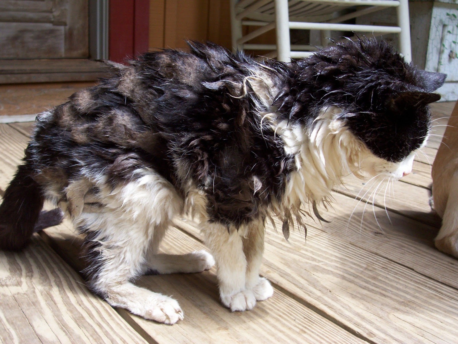 Mae Mae: Norman- my 25 year old cat.