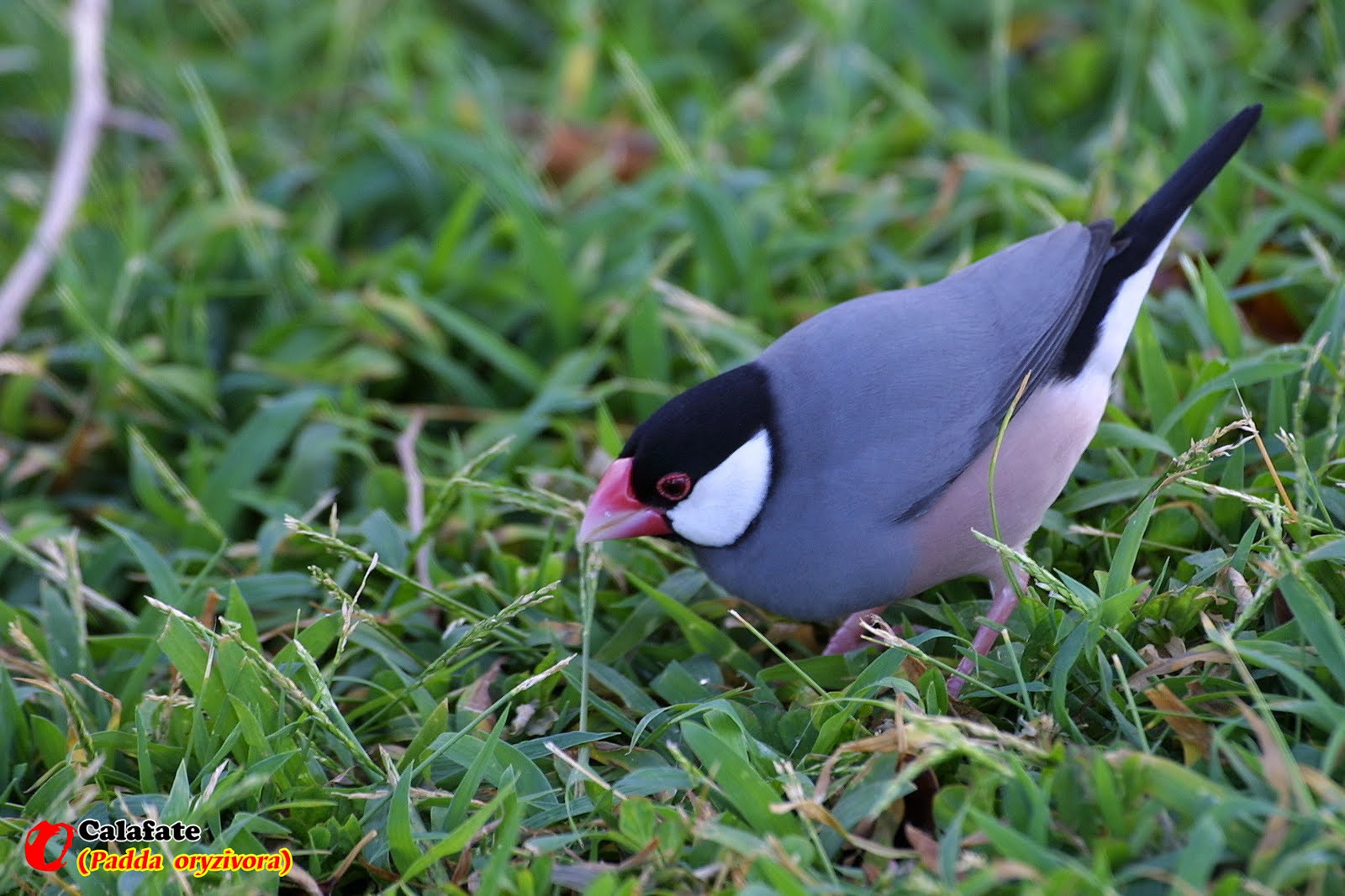 UNAIENSES: ORNITOLOGIA - Calafate (Padda oryzivora)