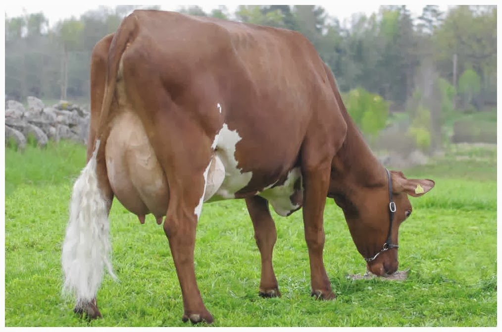 Generalidades de la Ganadería Bovina.: Sueca Rojo y Blanca o SRB