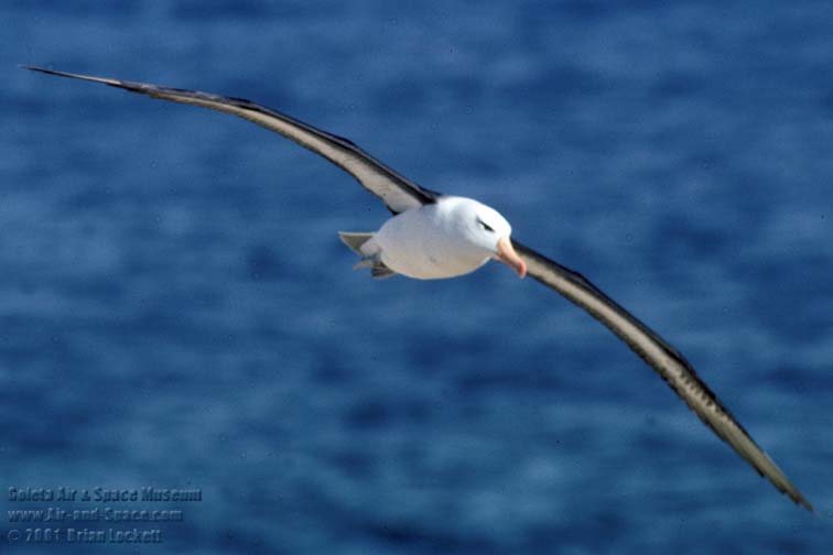 Albatross