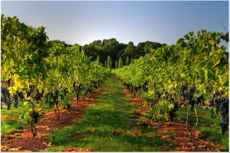 OBSERVATIONS WORKSHOP: THE REST OF THE “VINEYARD” STORY