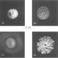 Buah Karya ILMU GIZI 2010: Zygosaccharomyces soyae