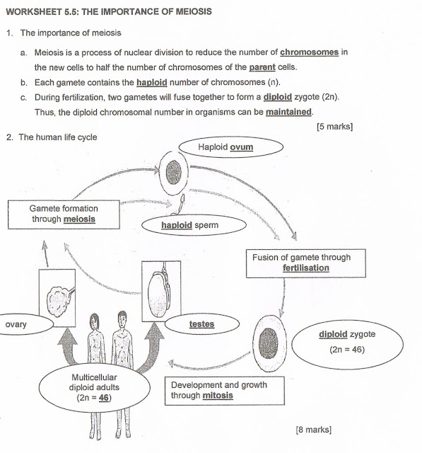 BIOLOGY: Form 4: Chapter 5 Module's answer
