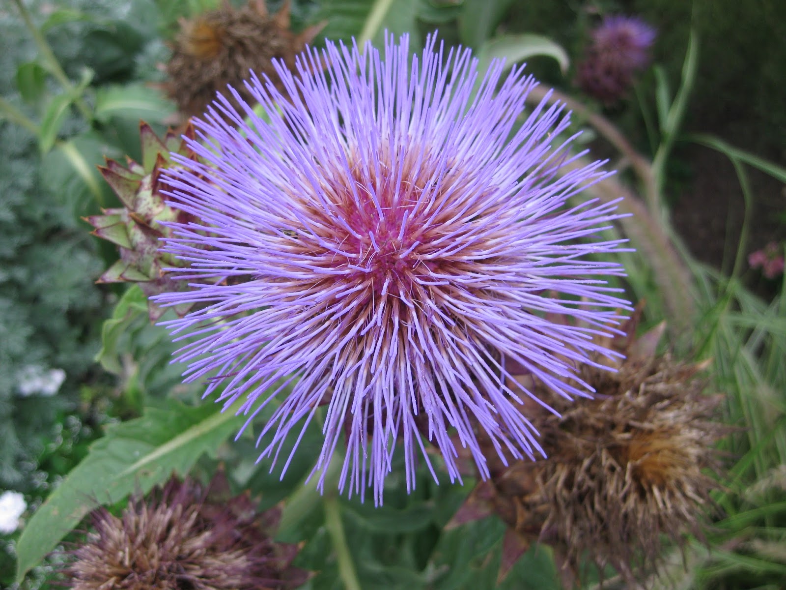 Cool Cardoon (Cynara cardunculus) - Rotary Botanical Gardens