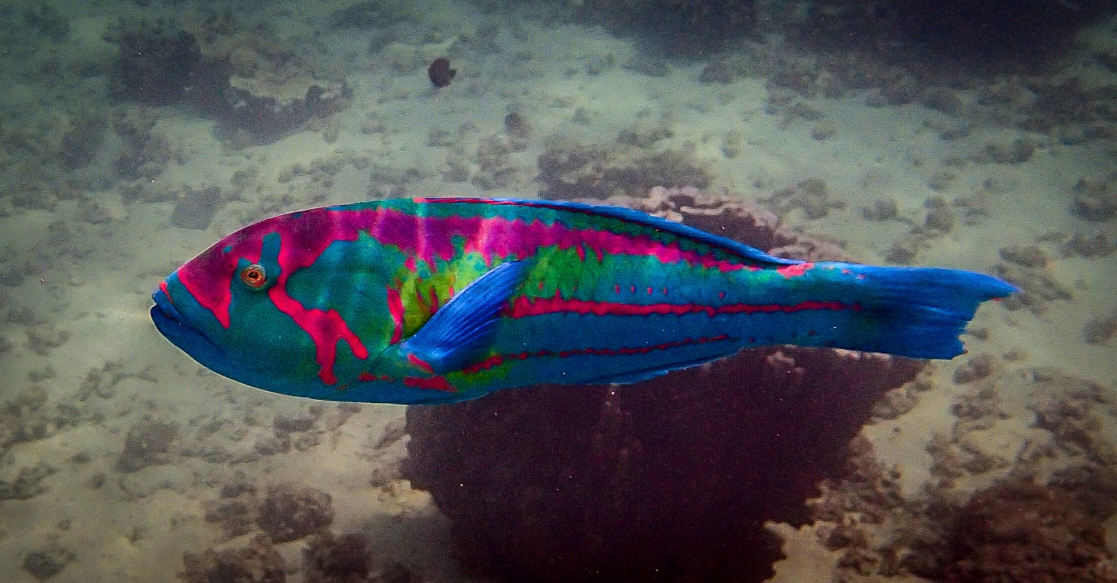 Nimrod catamaran: March 2017