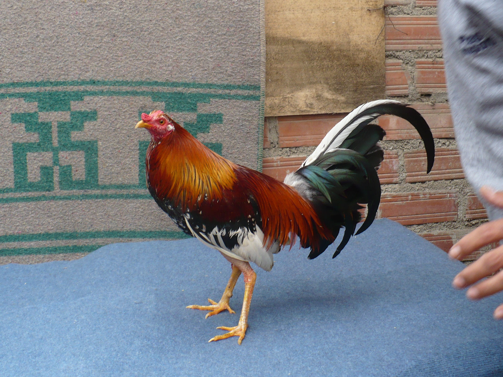 Gallos Finos